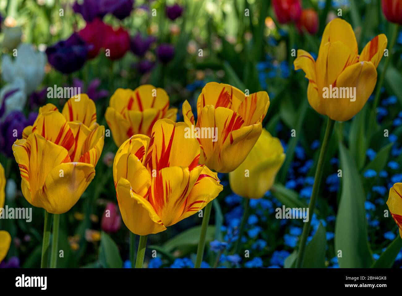 Nevada city california hi-res stock photography and images - Alamy