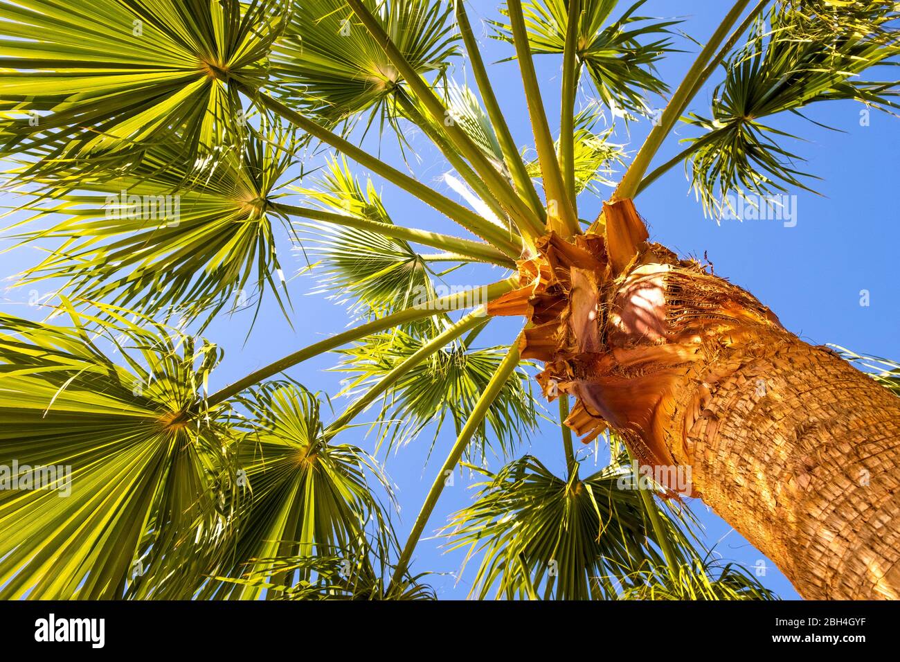 Perspective down view of fresh green palm trees in tropical region ...