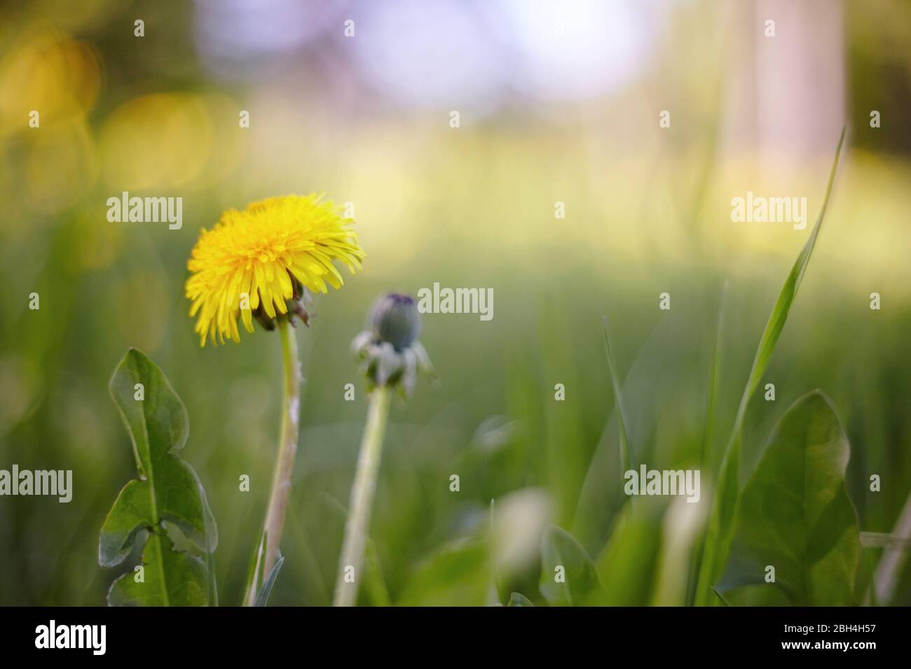 Yellow flower of summer weed - a dandelion Stock Photo - Alamy