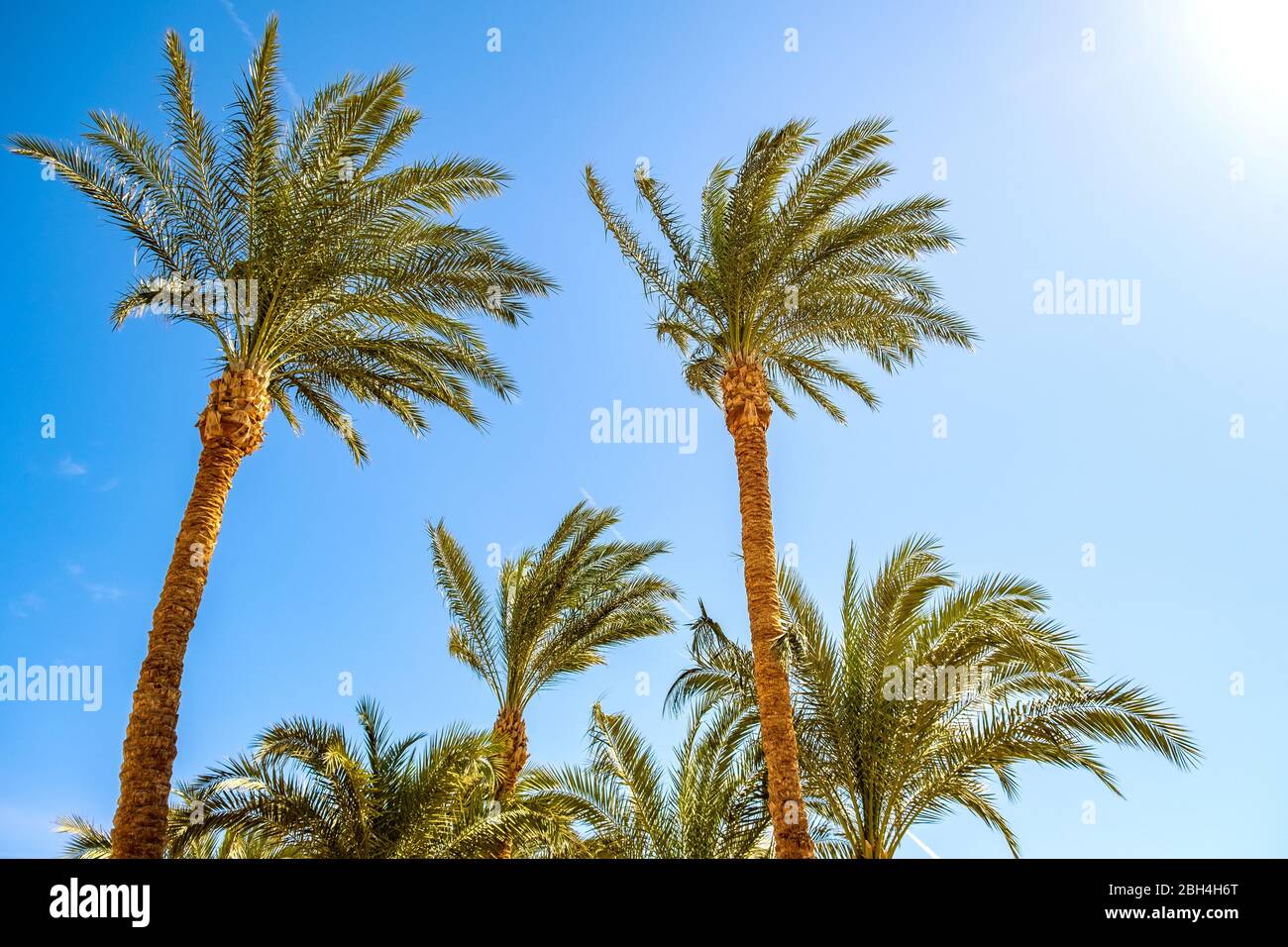 Perspective down view of fresh green palm trees in tropical region ...