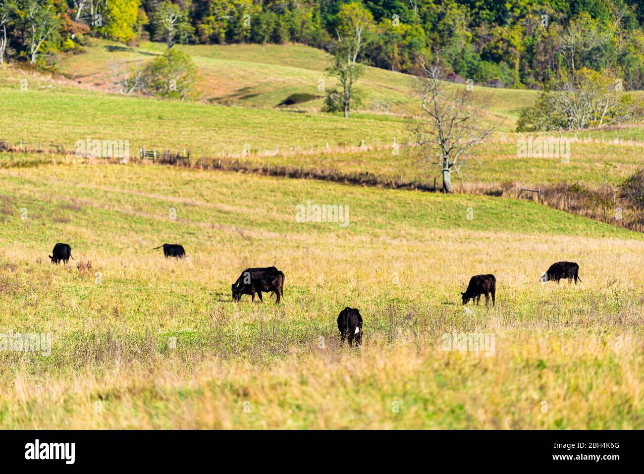 Herd of black and brown cows grazing far distant on pasture staring in ...