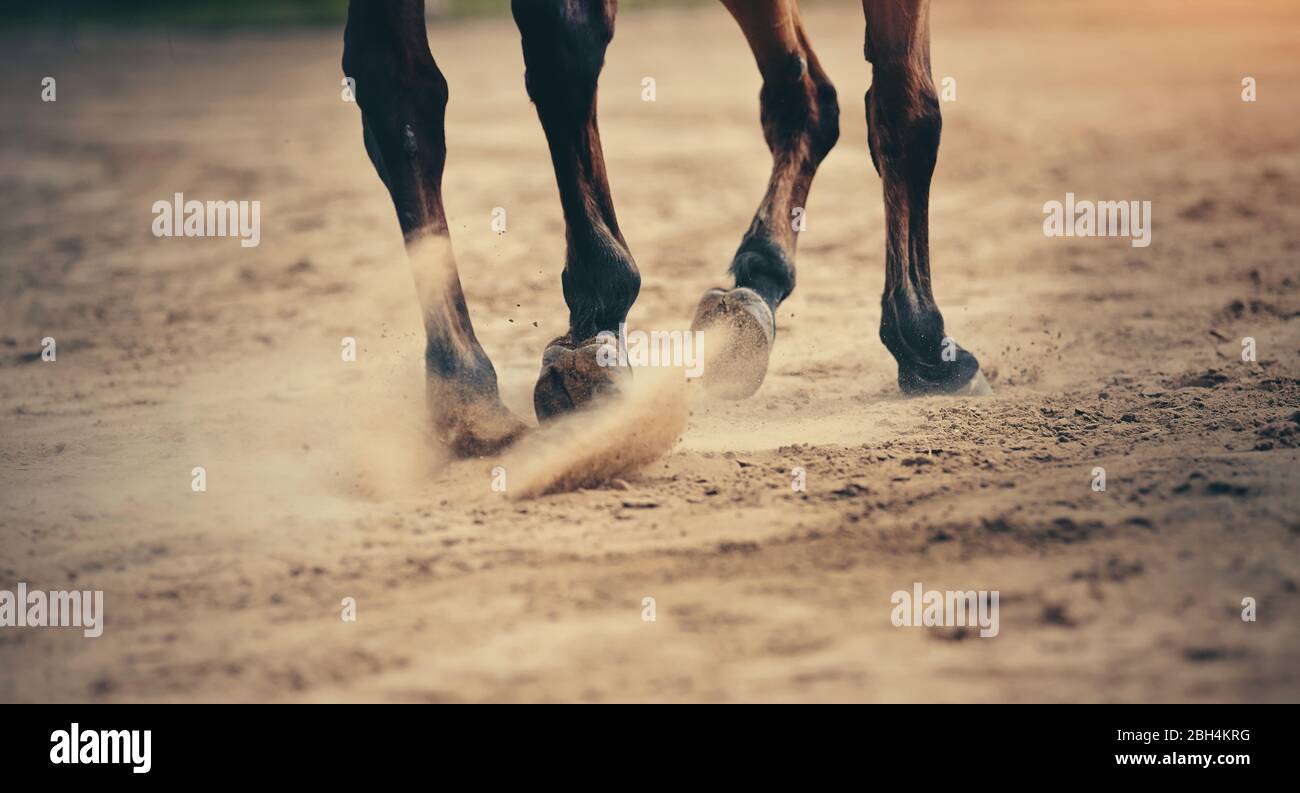 Mammal Horse Transport Ranch High Resolution Stock Photography and ...