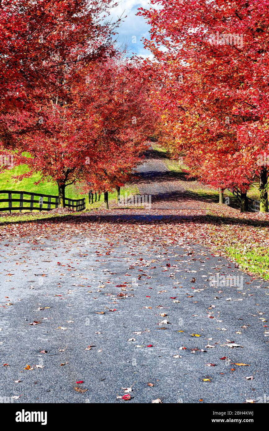 Entrance driveway street gravel road during red autumn maple trees in ...