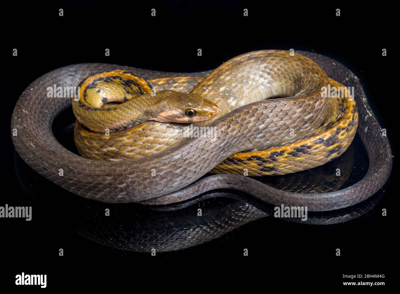 Details bl hi-res stock photography and images - Alamy