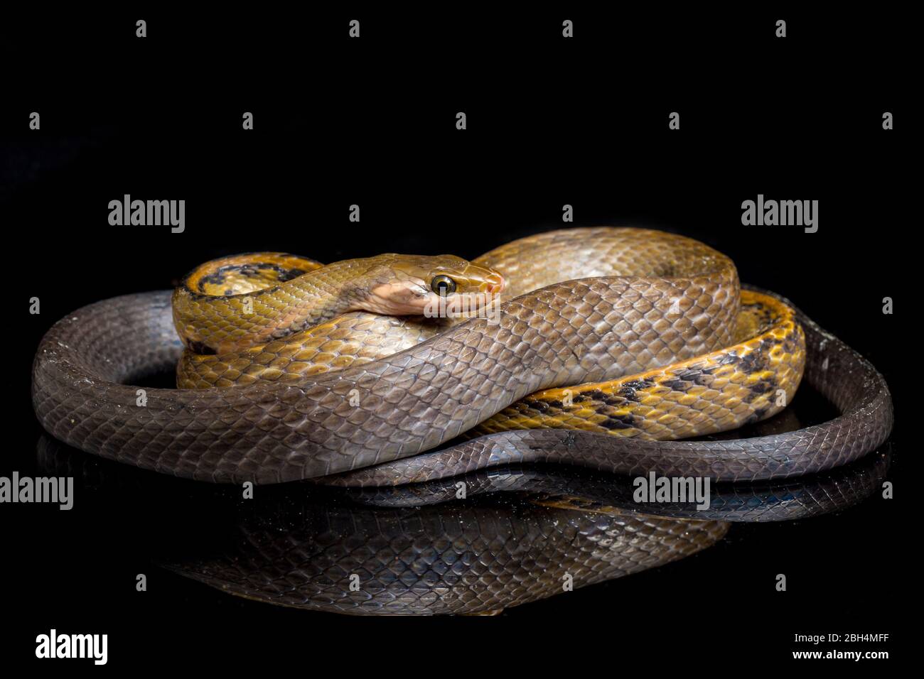 Details bl hi-res stock photography and images - Alamy