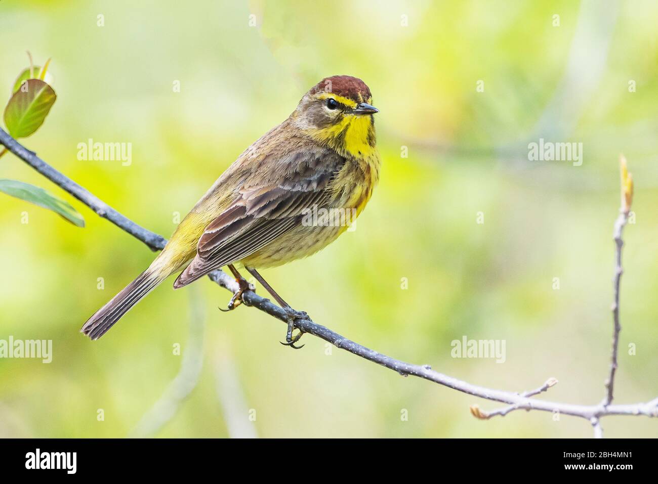 Palm warbler in spring migration Stock Photo - Alamy