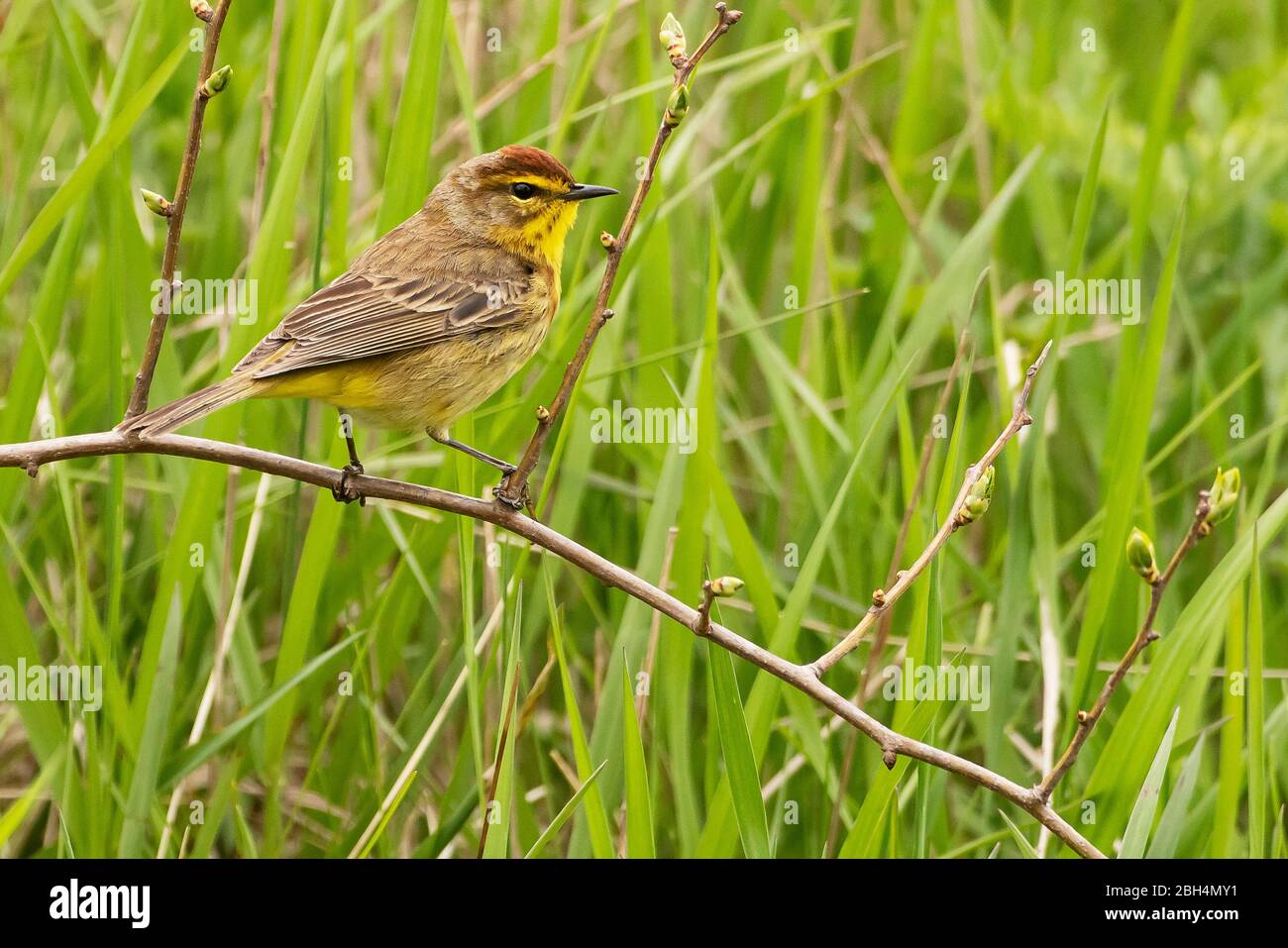 Warbler migration in spring hi-res stock photography and images - Alamy