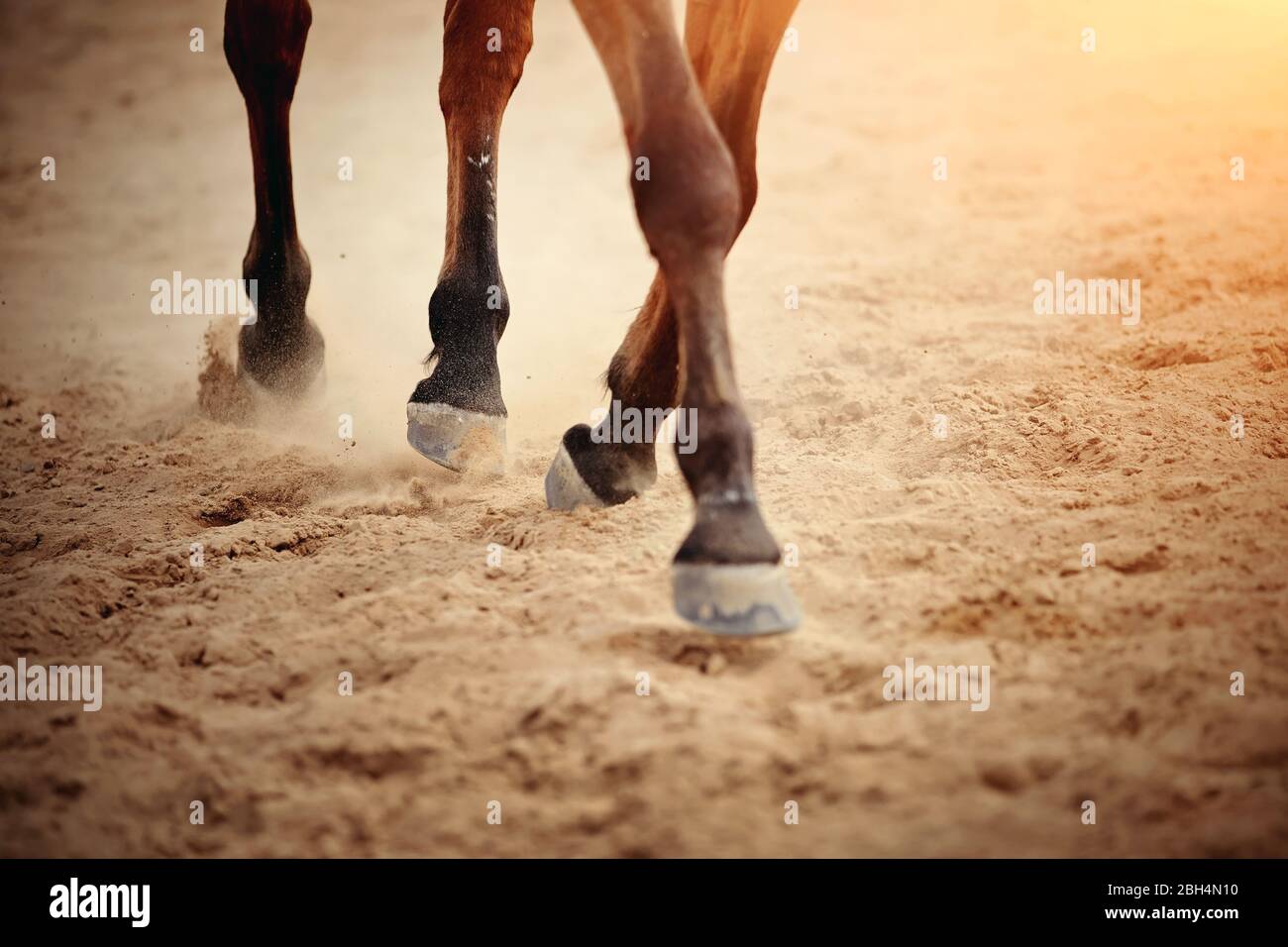 Dust under the horse's hooves. Legs of a galloping horse Stock Photo ...