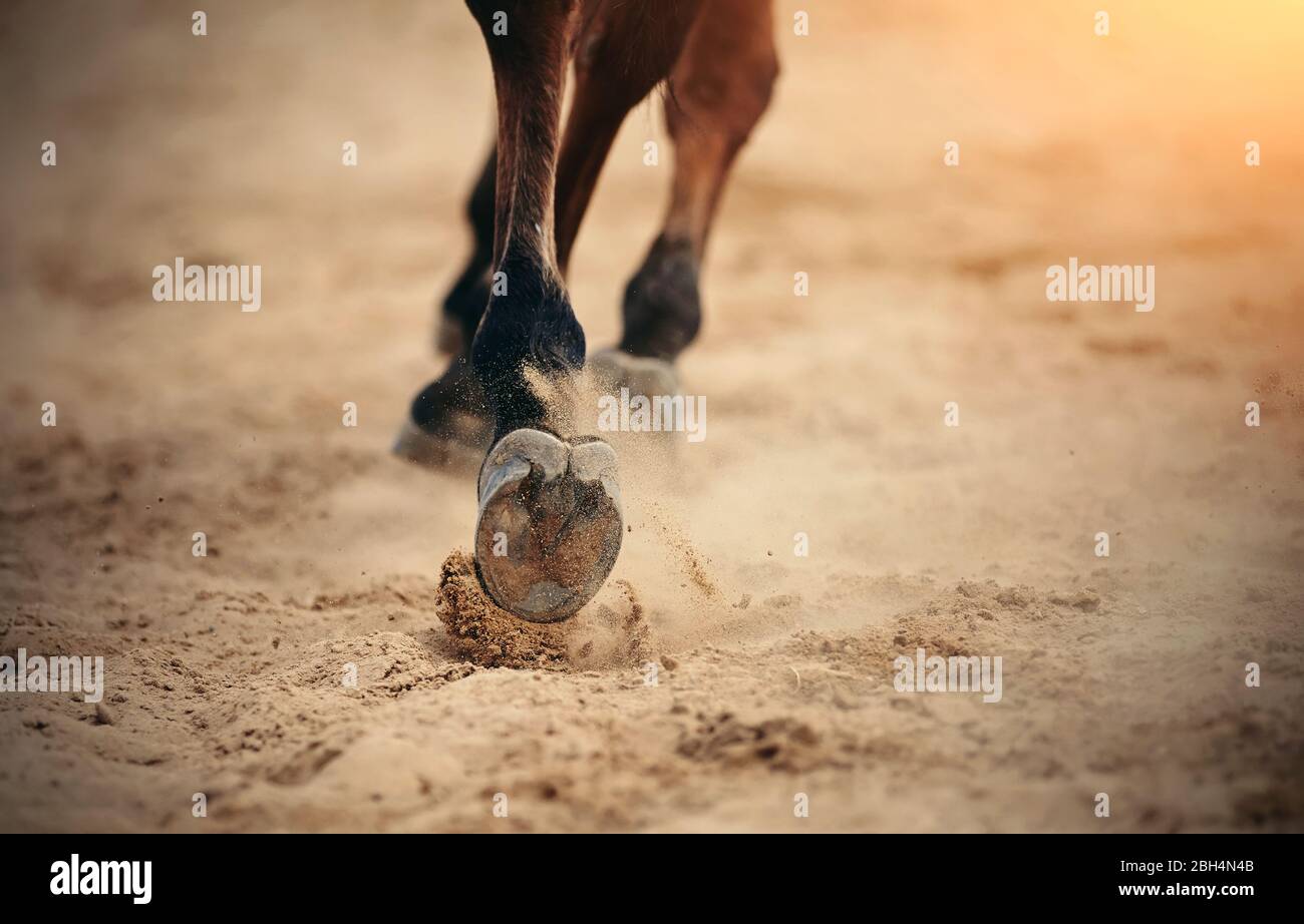 Galloping Horse Hooves High Resolution Stock Photography and Images - Alamy