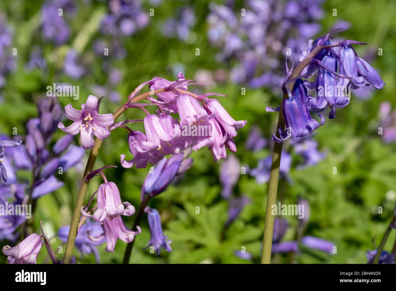 Unusual pink bluebell amongst cluster of wild bluebells, photographed ...
