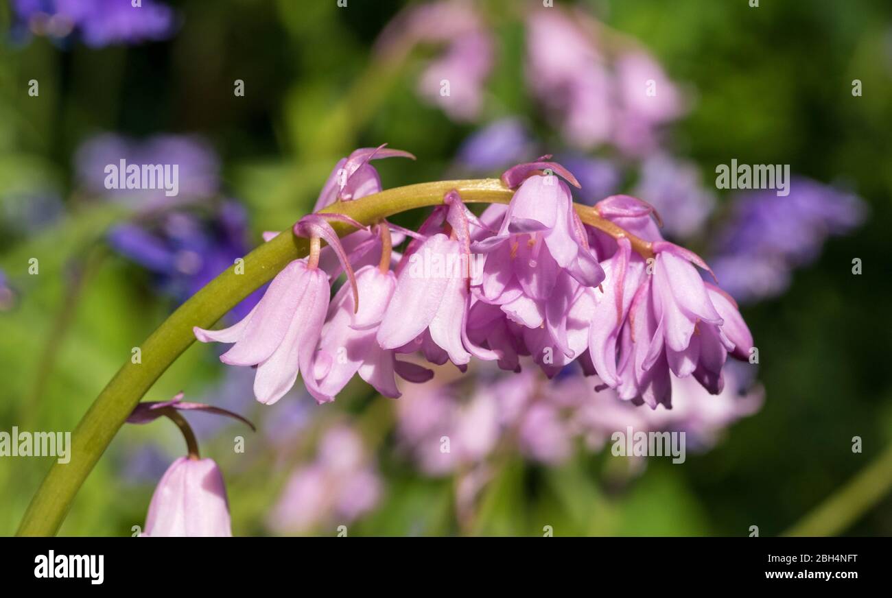 Biodiversity bluebells bluebell uk hi-res stock photography and images ...