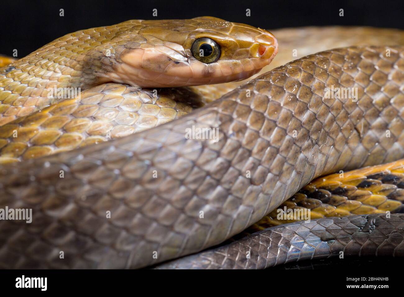Coelognathus flavolineatus, the black copper rat snake or yellow ...