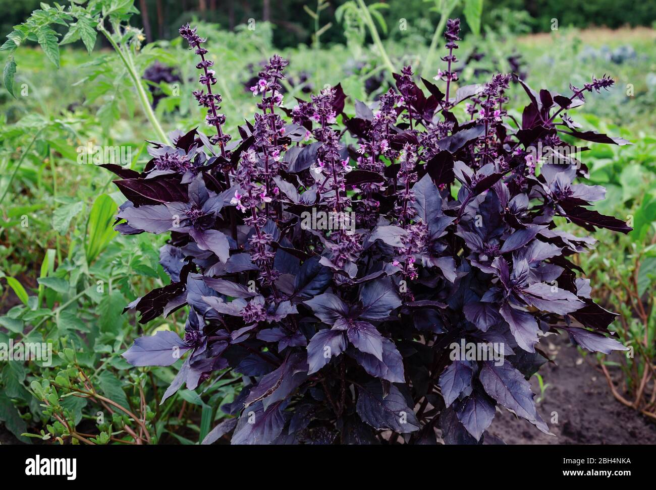Growing basil sunny kitchen hi-res stock photography and images - Alamy