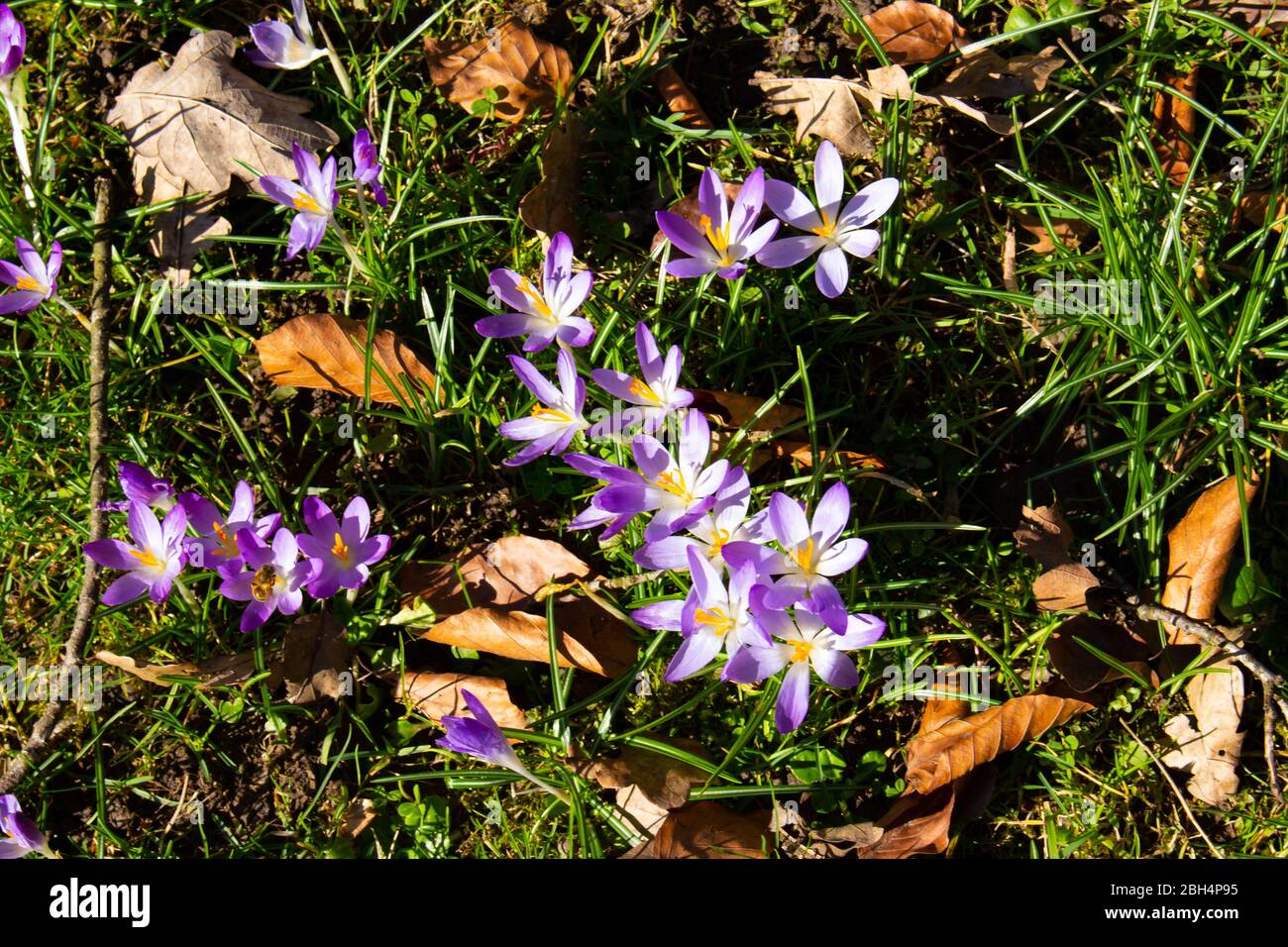 Close up of violet saffron crocus growing between old and dry autumn ...