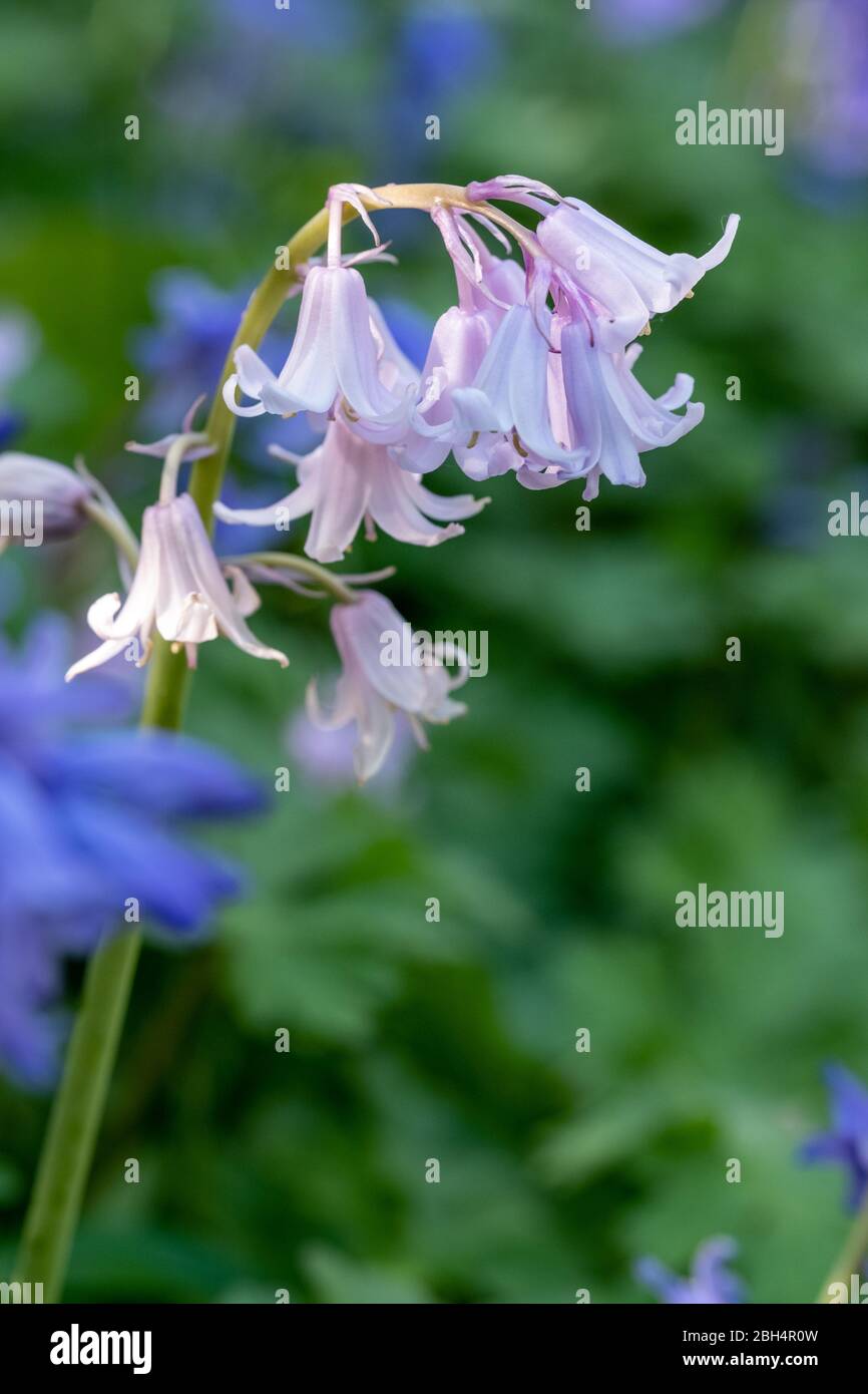 Unusual pink bluebell amongst cluster of wild bluebells, photographed ...