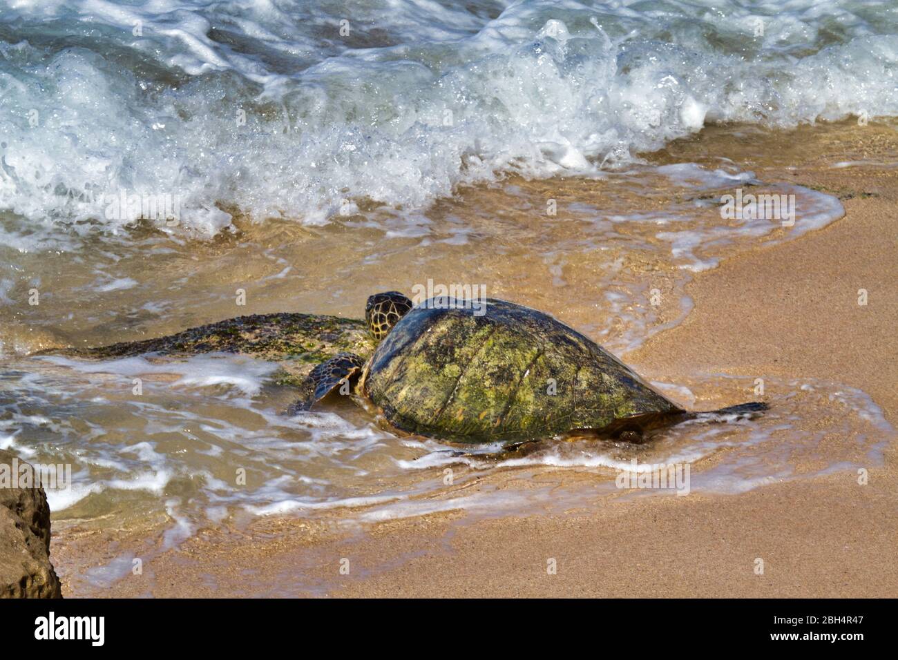 Large green sea turtle resting on the sandy beach on Maui Stock Photo ...