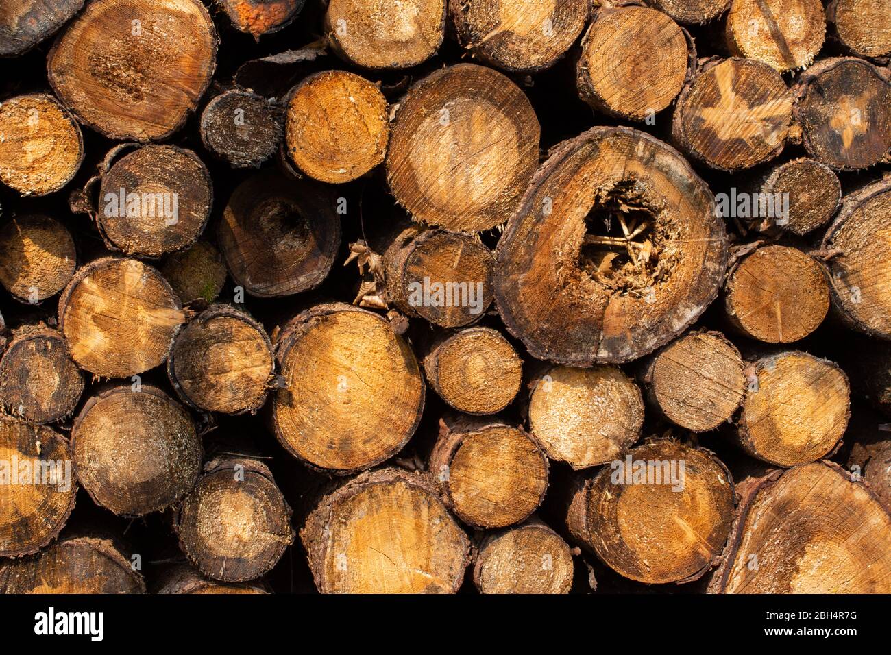 Stacked tree trunks pattern for background Stock Photo - Alamy