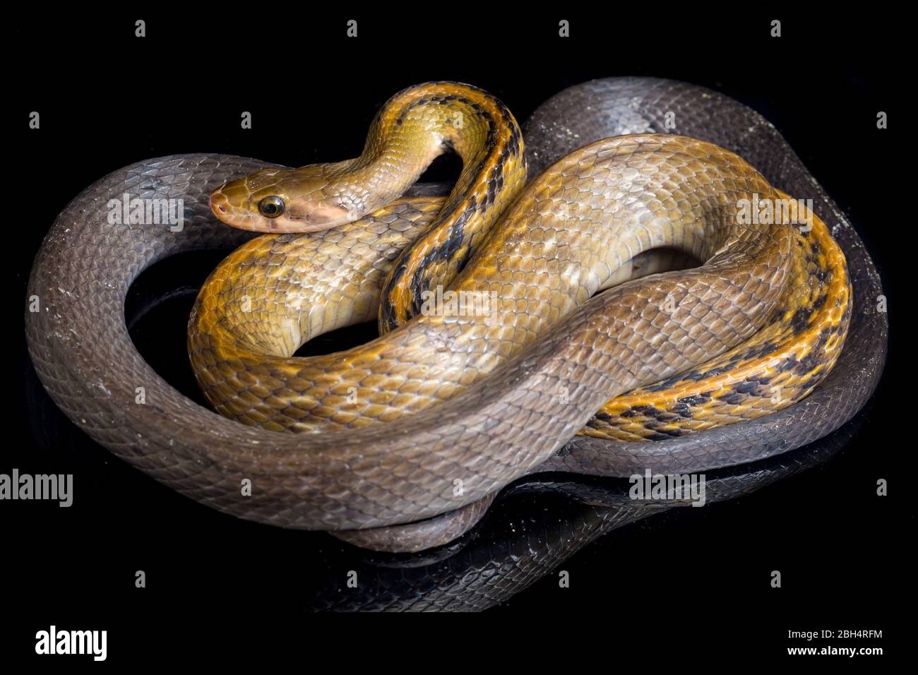 Coelognathus flavolineatus, the black copper rat snake or yellow striped snake, is a species of ...