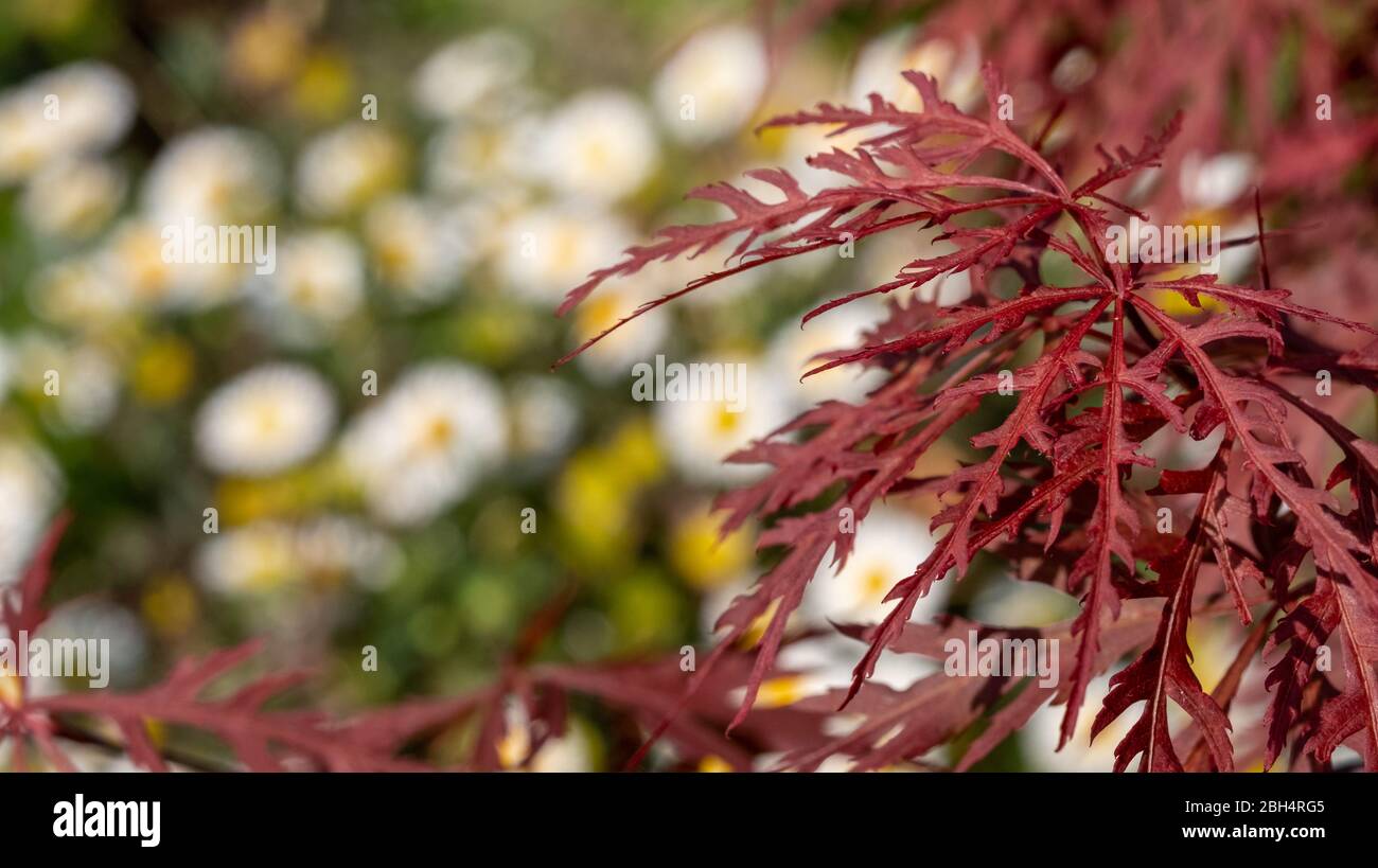 Close up of the red wispy leaves of a Japanese Maple Acer tree, with a ...