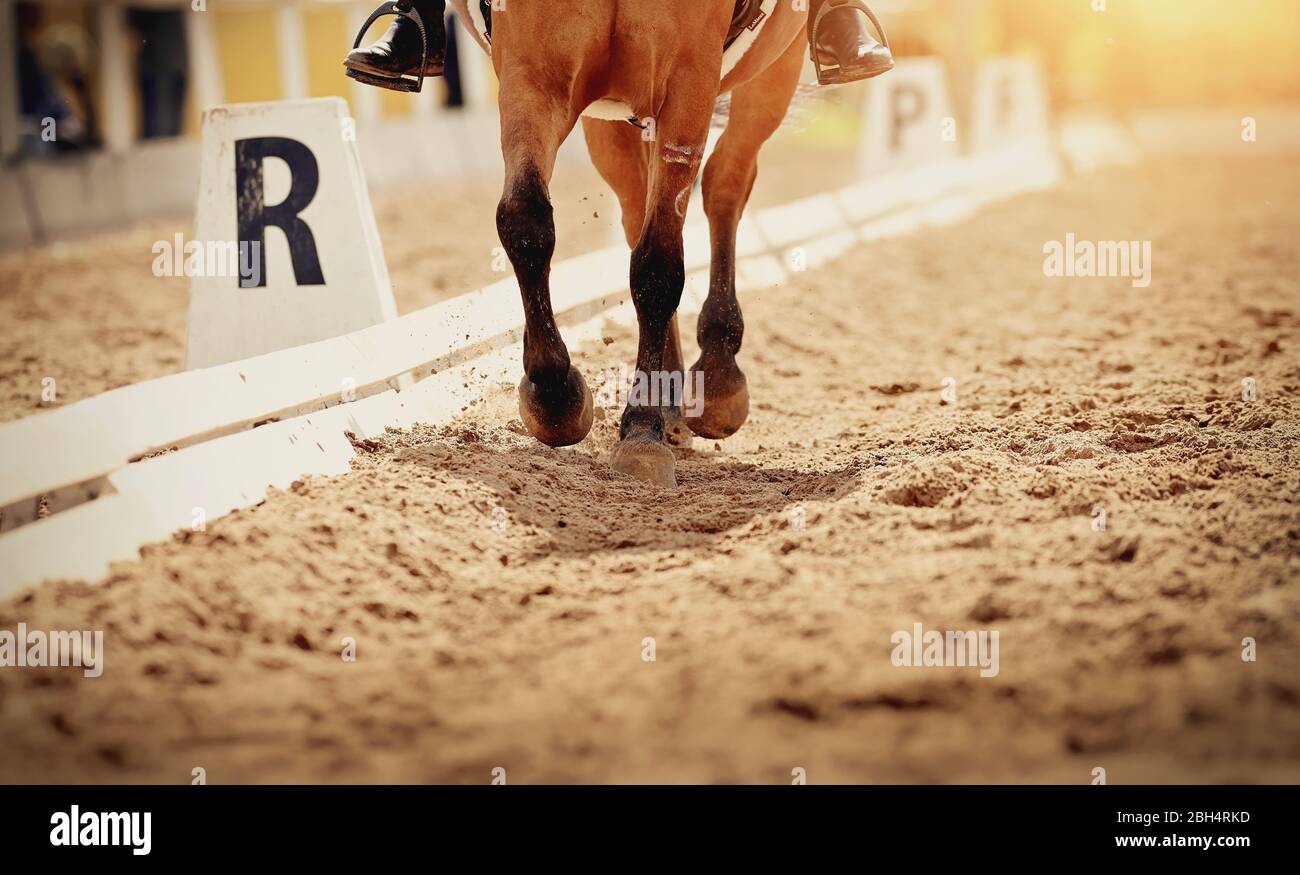 Dust under the horse's hooves. Legs of a sports horse galloping in the ...