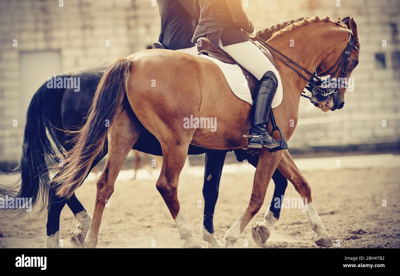 Equestrian sport.Two sports horses in the double bridle.The leg of the ...