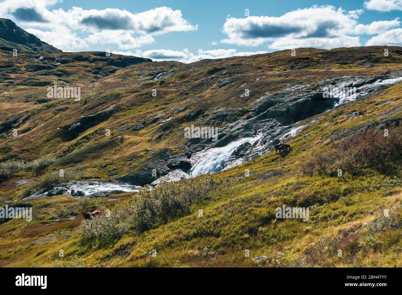 Norwegian farming hi-res stock photography and images - Alamy