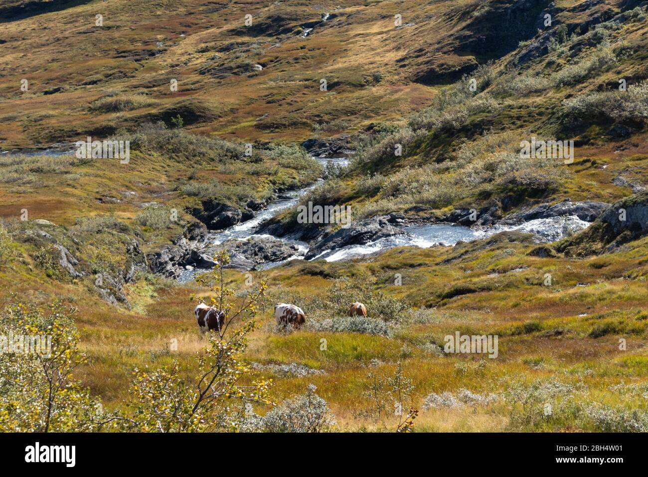 Norwegian dairy cow hi-res stock photography and images - Alamy