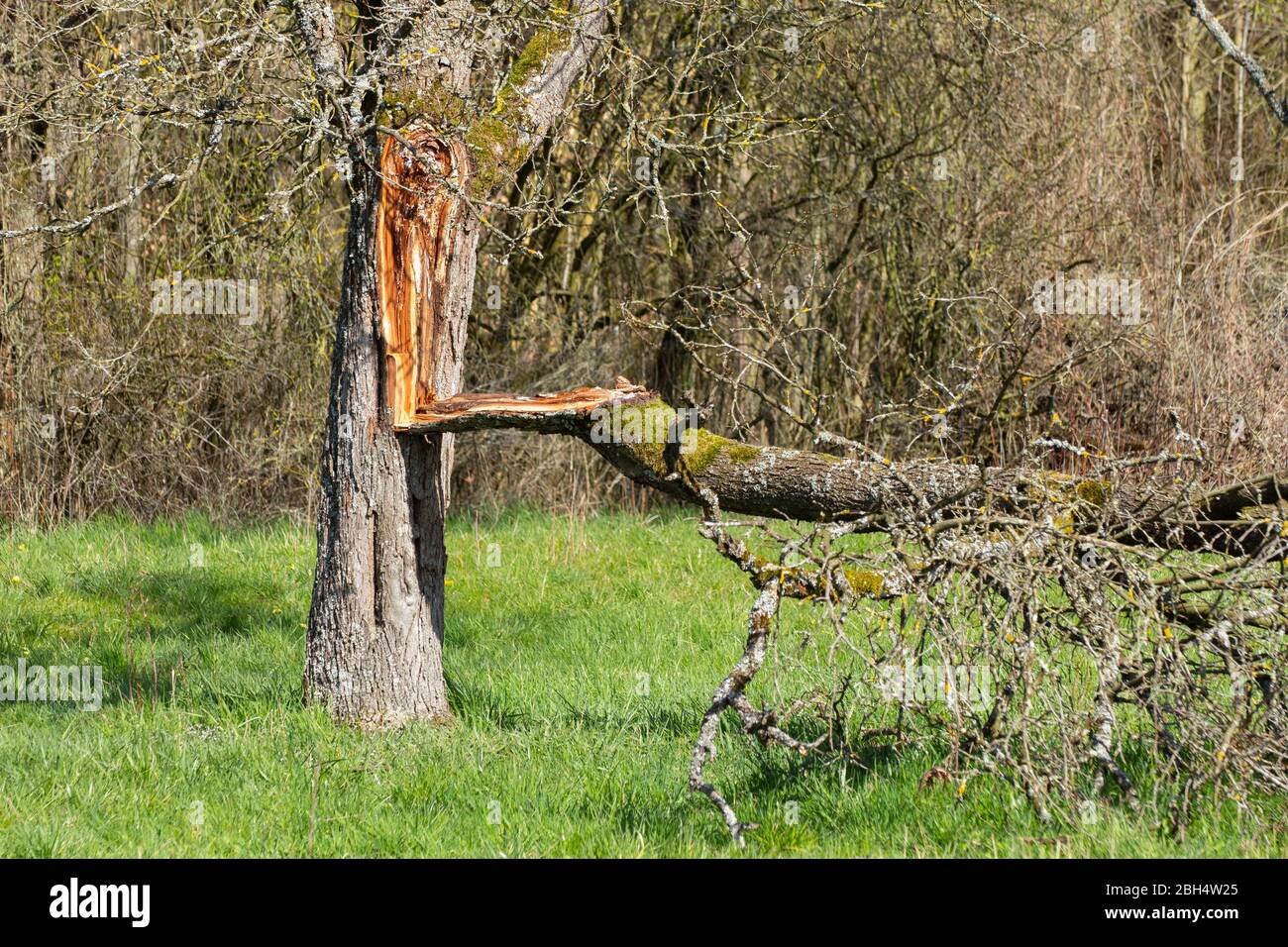 Branch torn off a tree trunk during a storm Stock Photo - Alamy