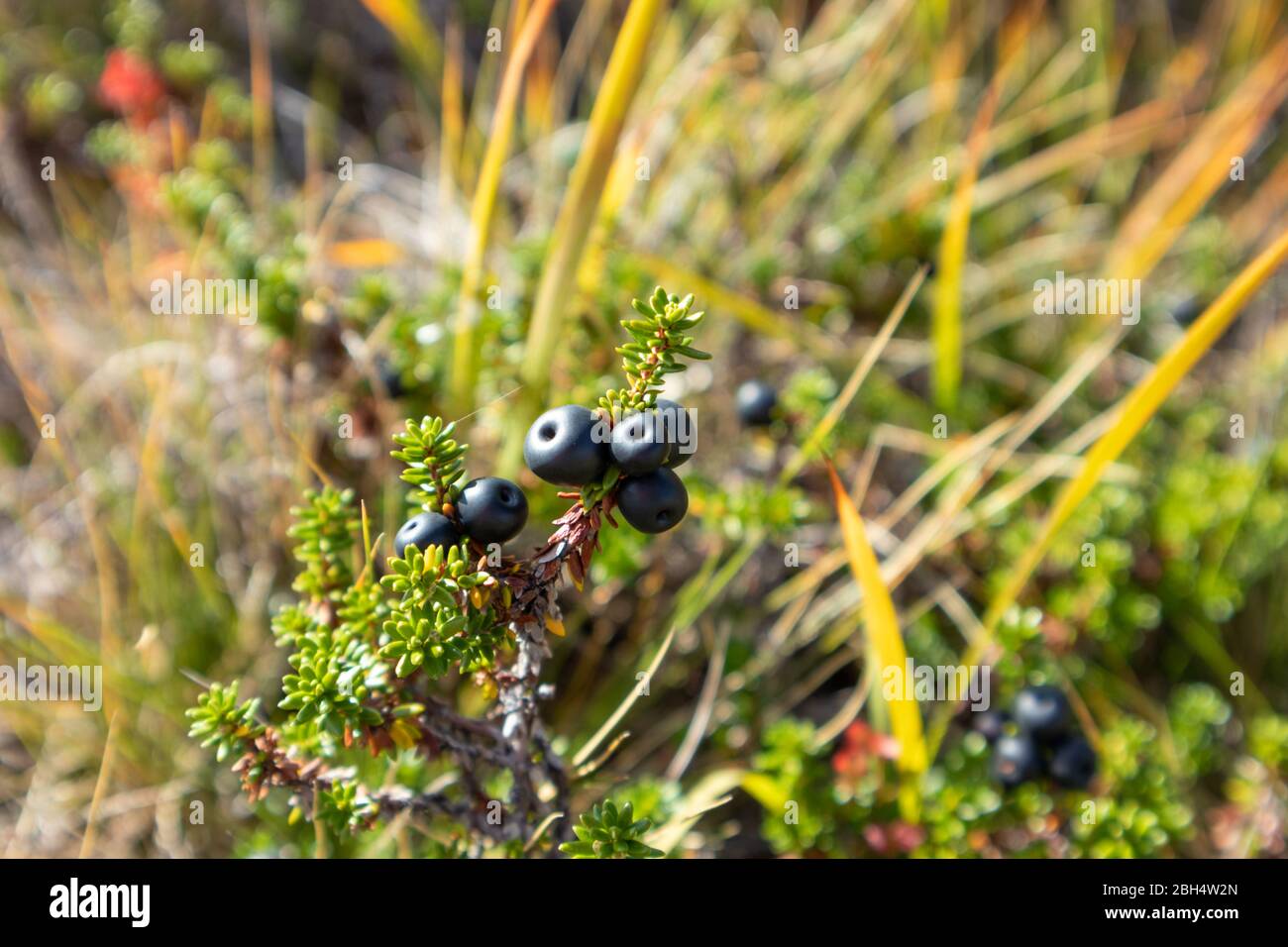Norway autumn wild berries and green grass macro close-up natural sunny ...
