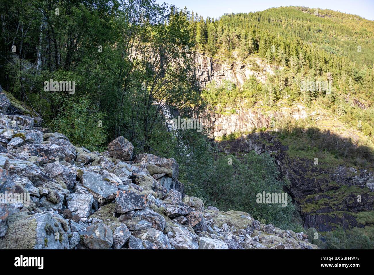 Wild trail rockfall. Many hard large sharp rocks with pine forest on ...