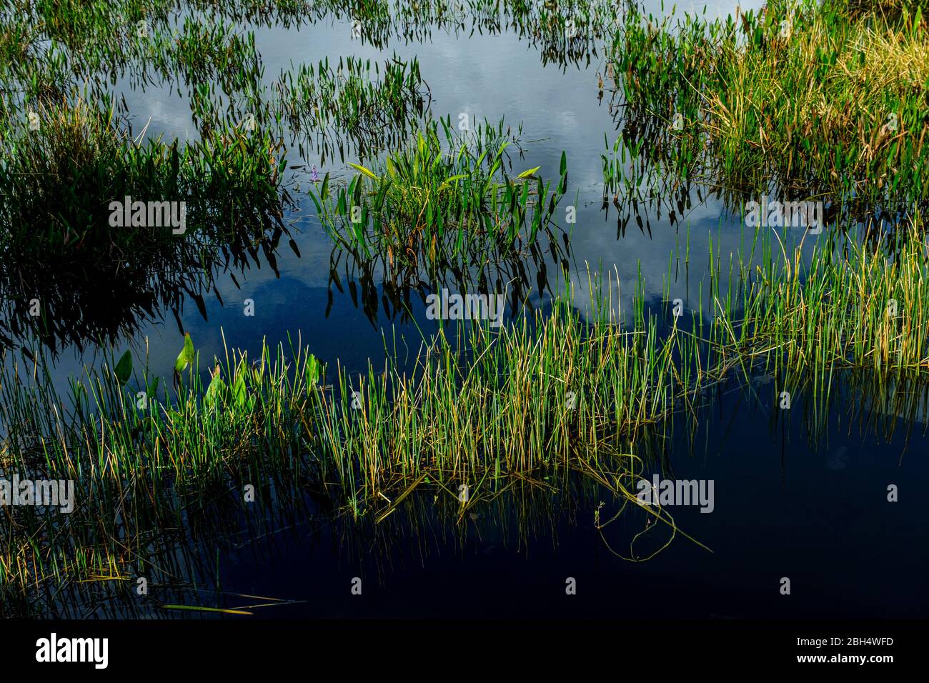 Grass in lake Stock Photo - Alamy