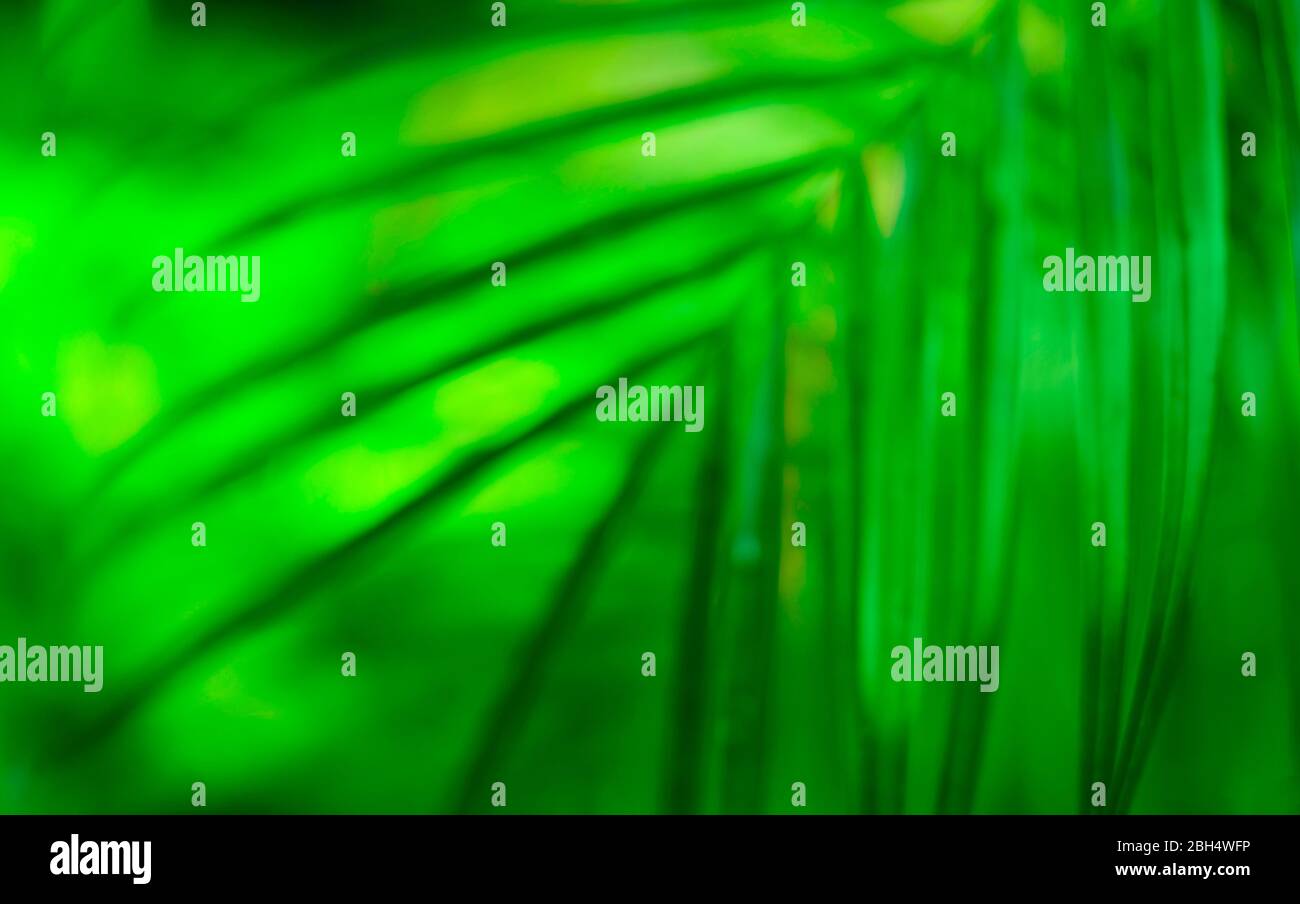 Image of green leaf hi-res stock photography and images - Alamy