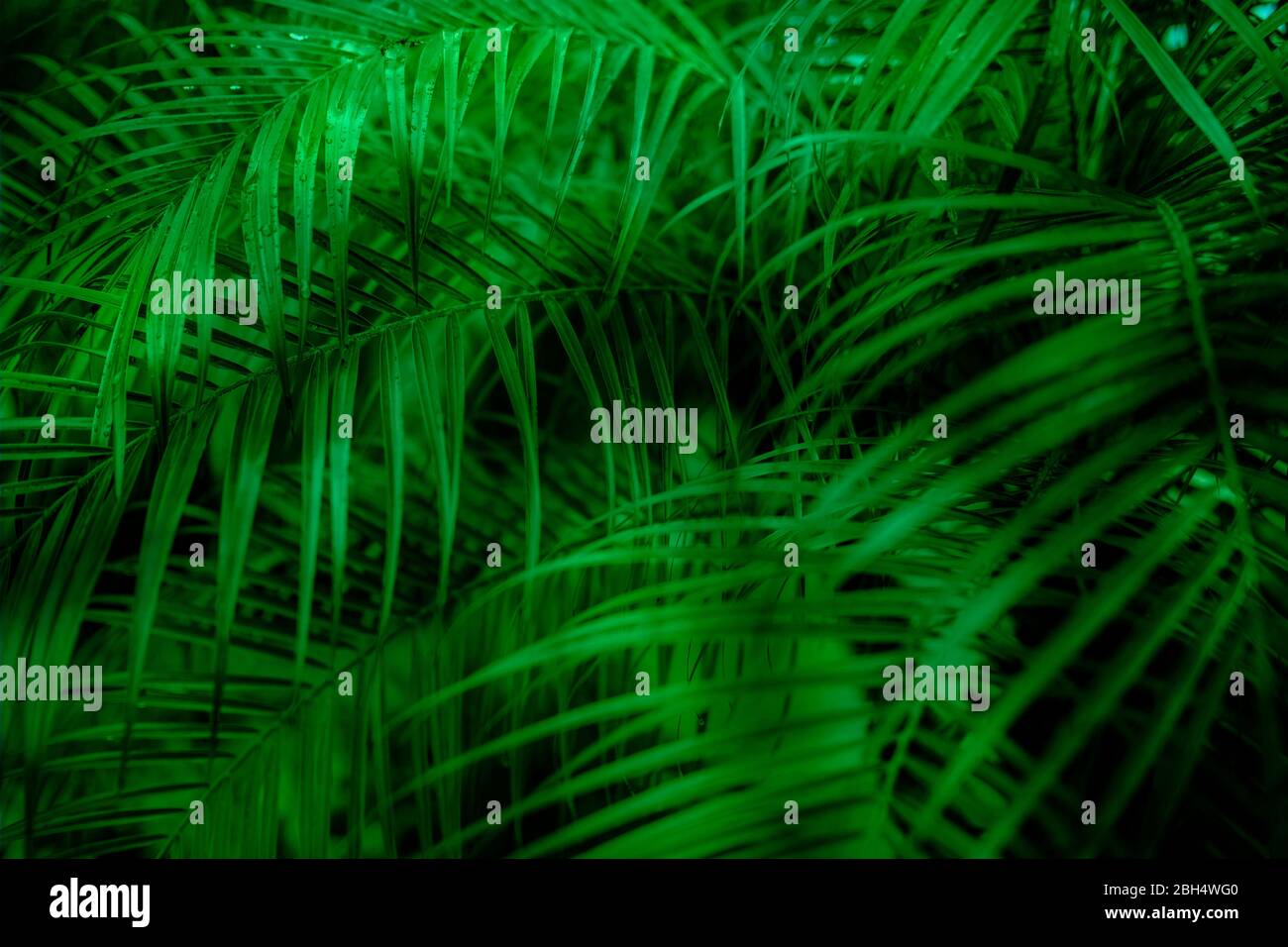 Image of green leaf hi-res stock photography and images - Alamy