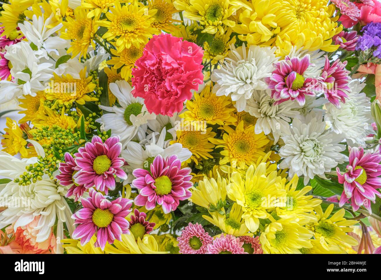 Large flower image hi-res stock photography and images - Alamy