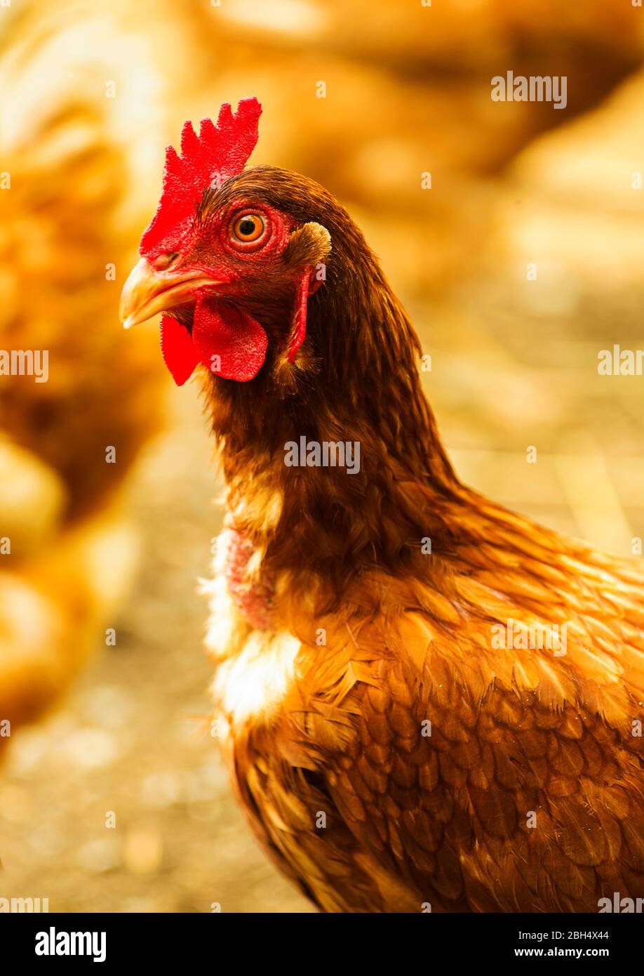 Gallus dallus domesticus hi-res stock photography and images - Alamy