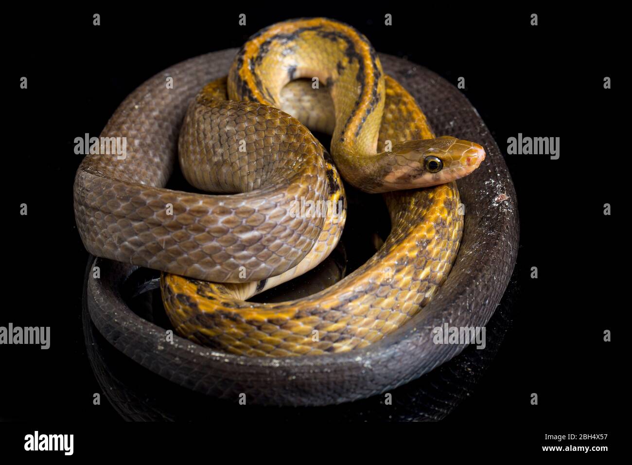 Coelognathus flavolineatus, the black copper rat snake or yellow striped snake, is a species of ...