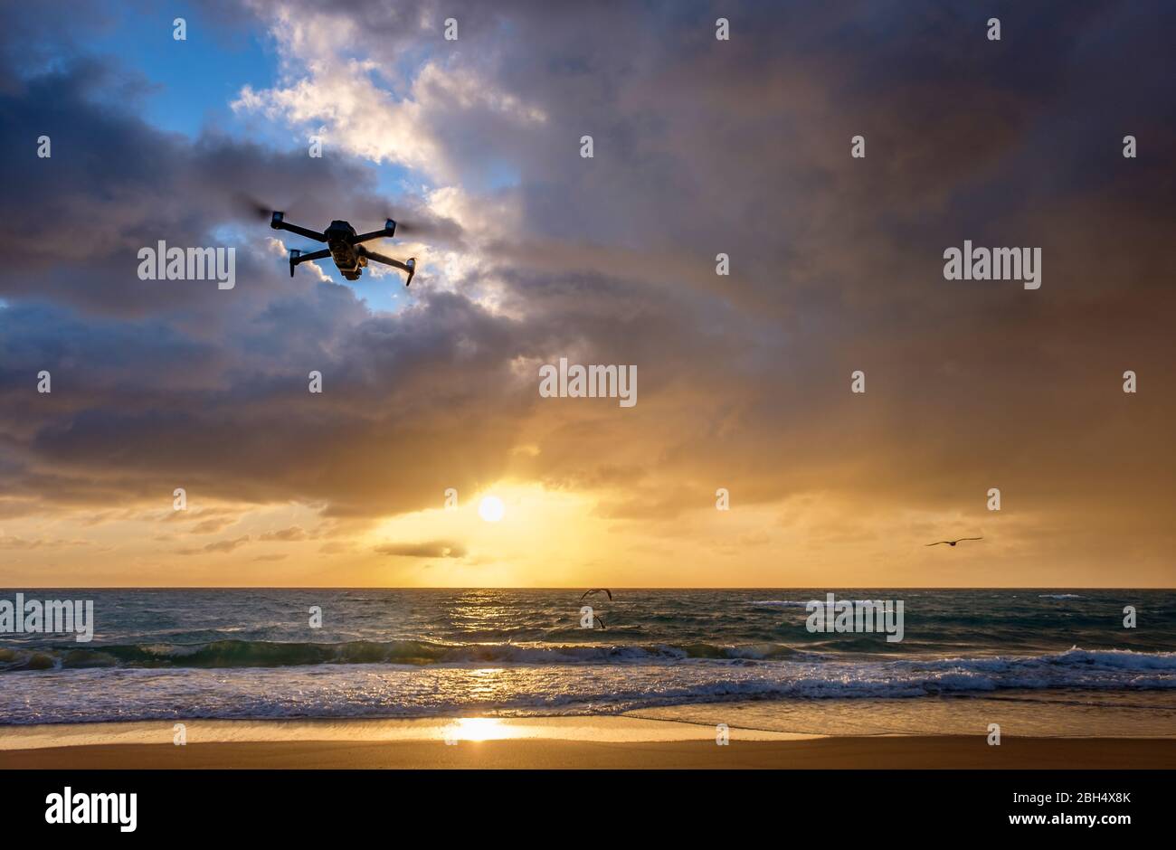 Drone animals hi-res stock photography and images - Alamy