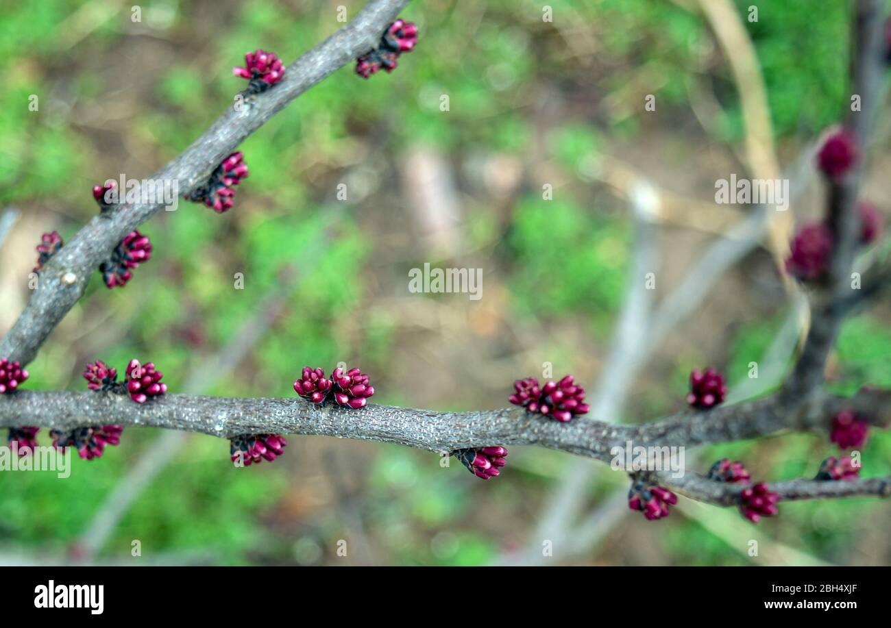 Tiny purple buds are popping to life on the branches of a backyard ...