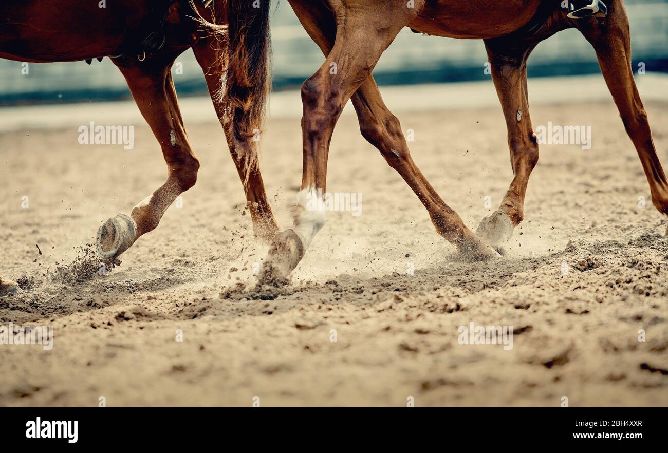 Dust under the horse's hooves. Legs of a galloping horses Stock Photo ...