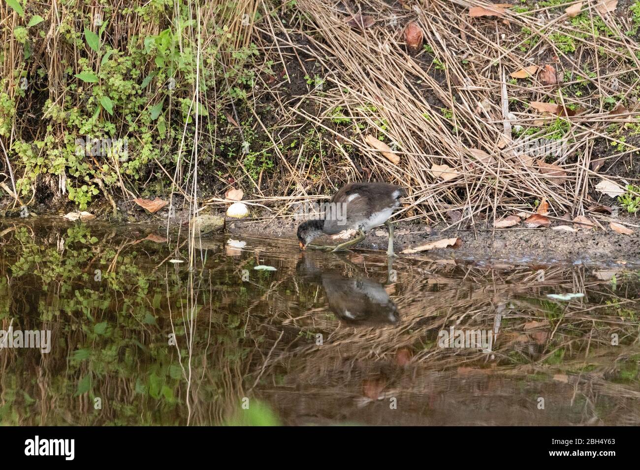 Baby Common moorhen Gallinula chloropus bird with its mother in the ...