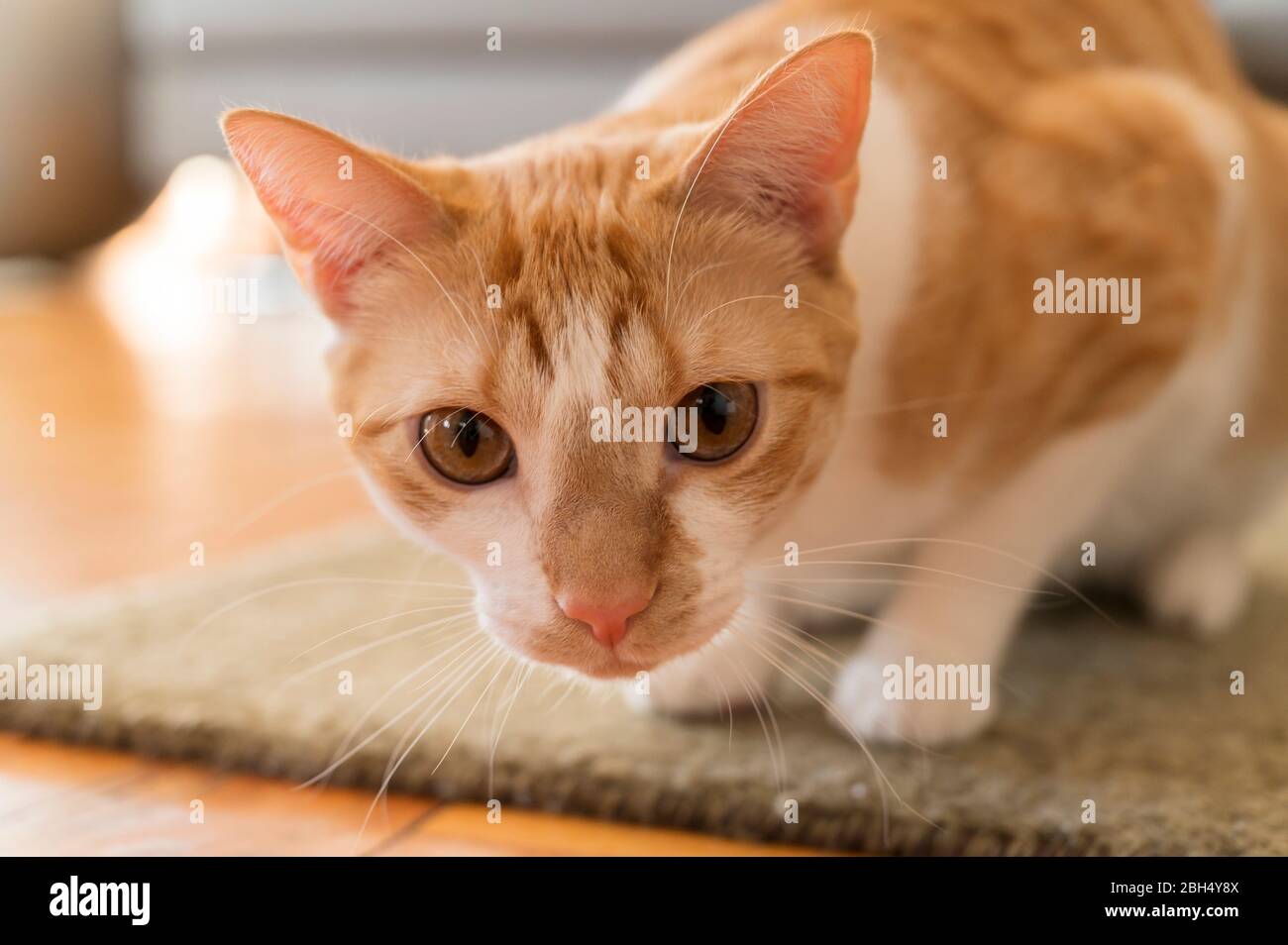 Cat rug hi-res stock photography and images - Alamy