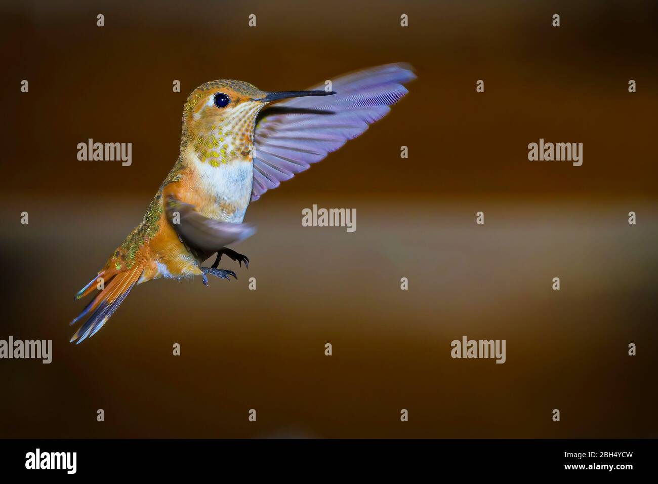 Humming bird in flight coming in for a landing Stock Photo - Alamy