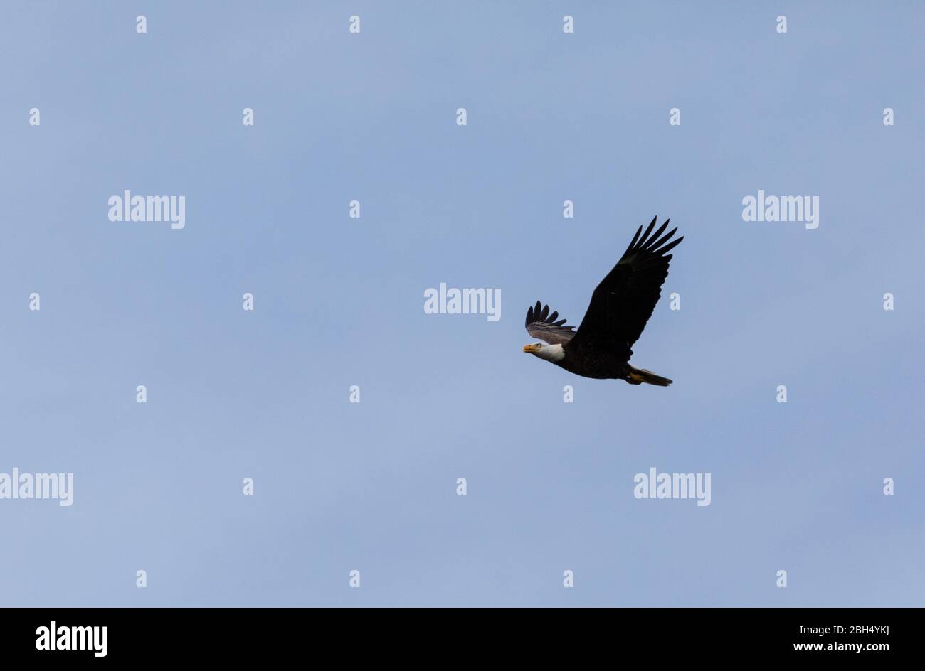 Eagle flying fort hi-res stock photography and images - Alamy