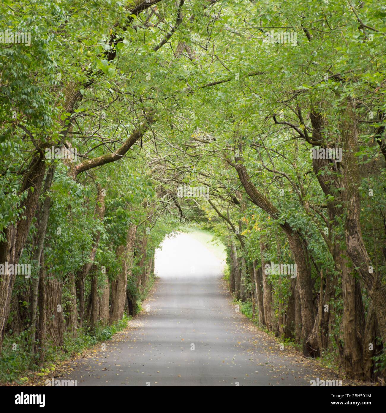 Road between trees Stock Photo - Alamy