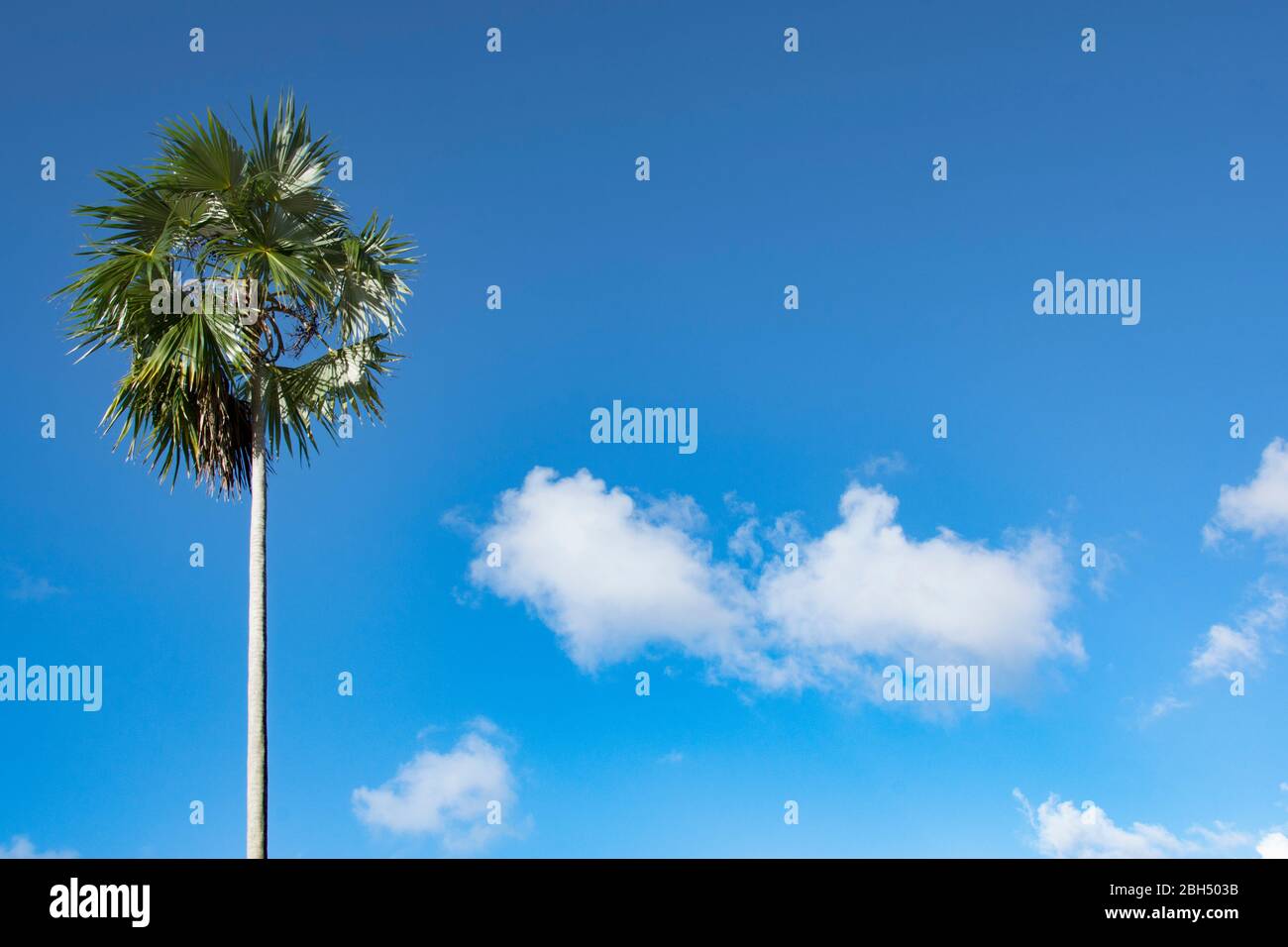 Horizontal palm tree hi-res stock photography and images - Alamy