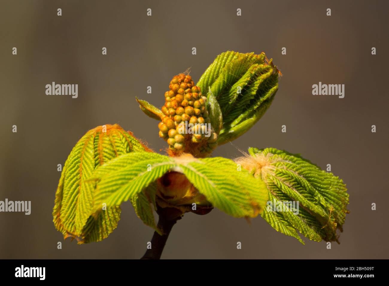 Close up of flower buds of a chestnut tree, Aesculus hippocastanum ...