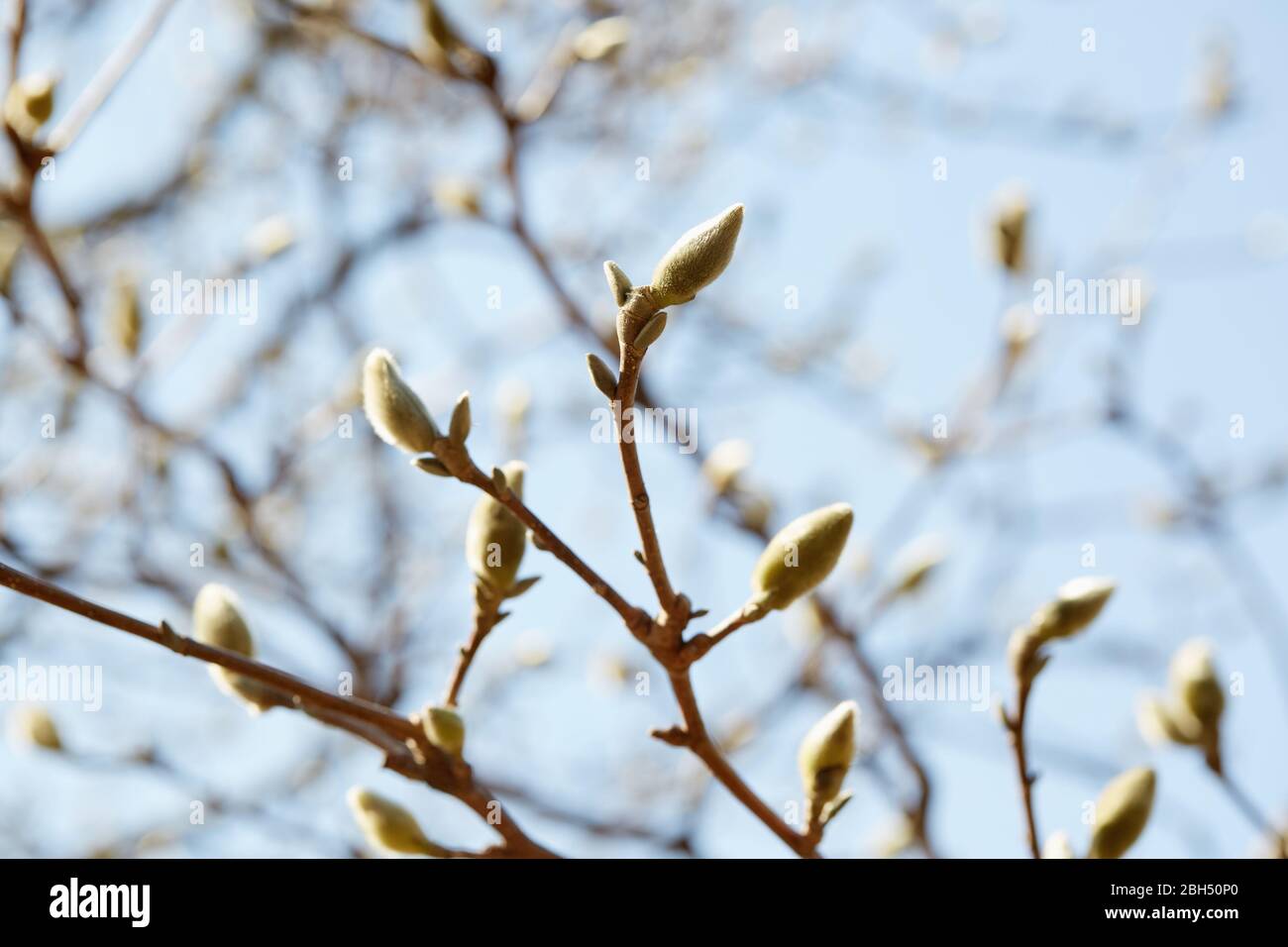 Magnolia buds hi-res stock photography and images - Alamy