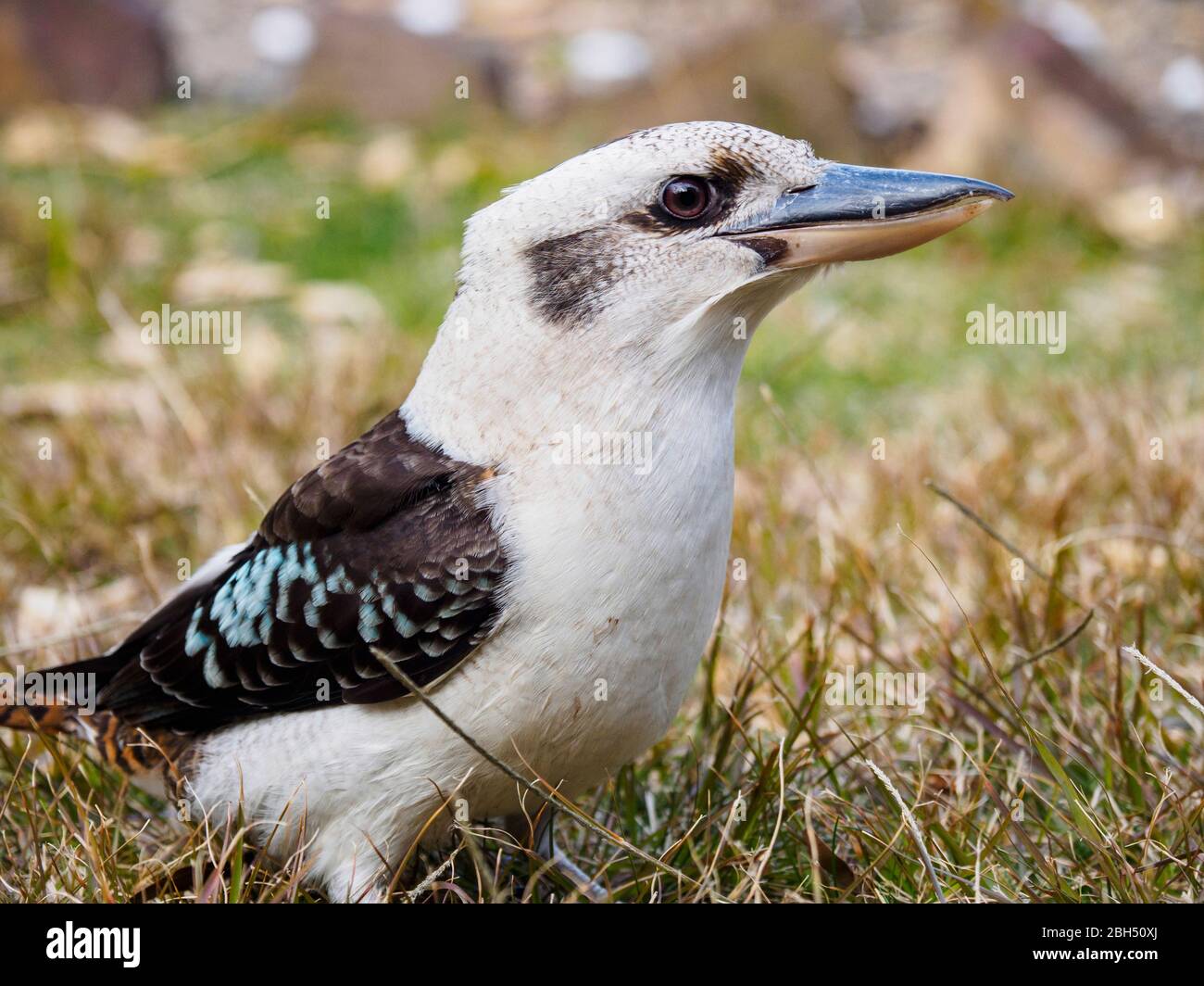 Laughing kookaburra hi-res stock photography and images - Alamy