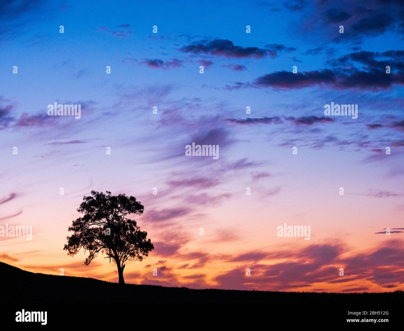 Silhouette of tree at sunset Stock Photo - Alamy