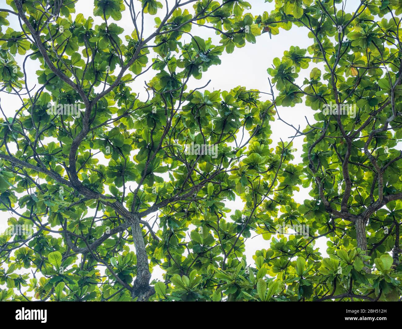 Low angle shot of branches Stock Photo - Alamy